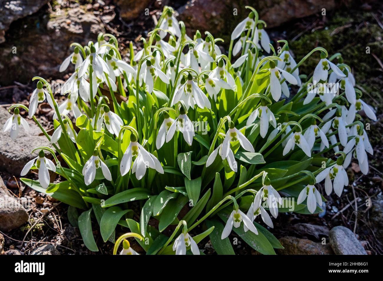 Snowdrops in Early Spring, York County, Pennsylvania, USA Stock Photo ...