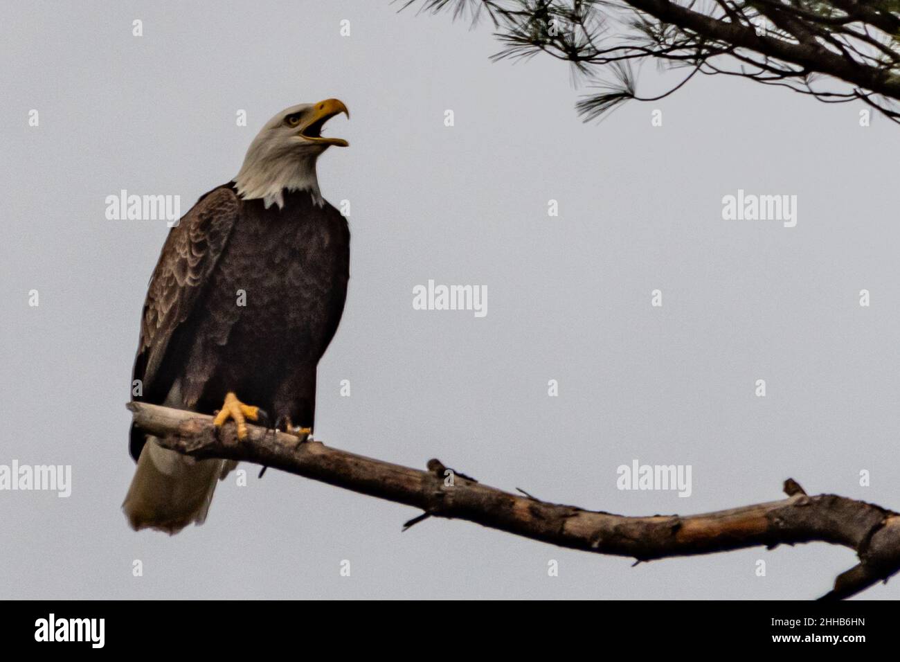 Bald Eagle Calling To Its Mate, York County, Pennsylvania, USA Stock ...