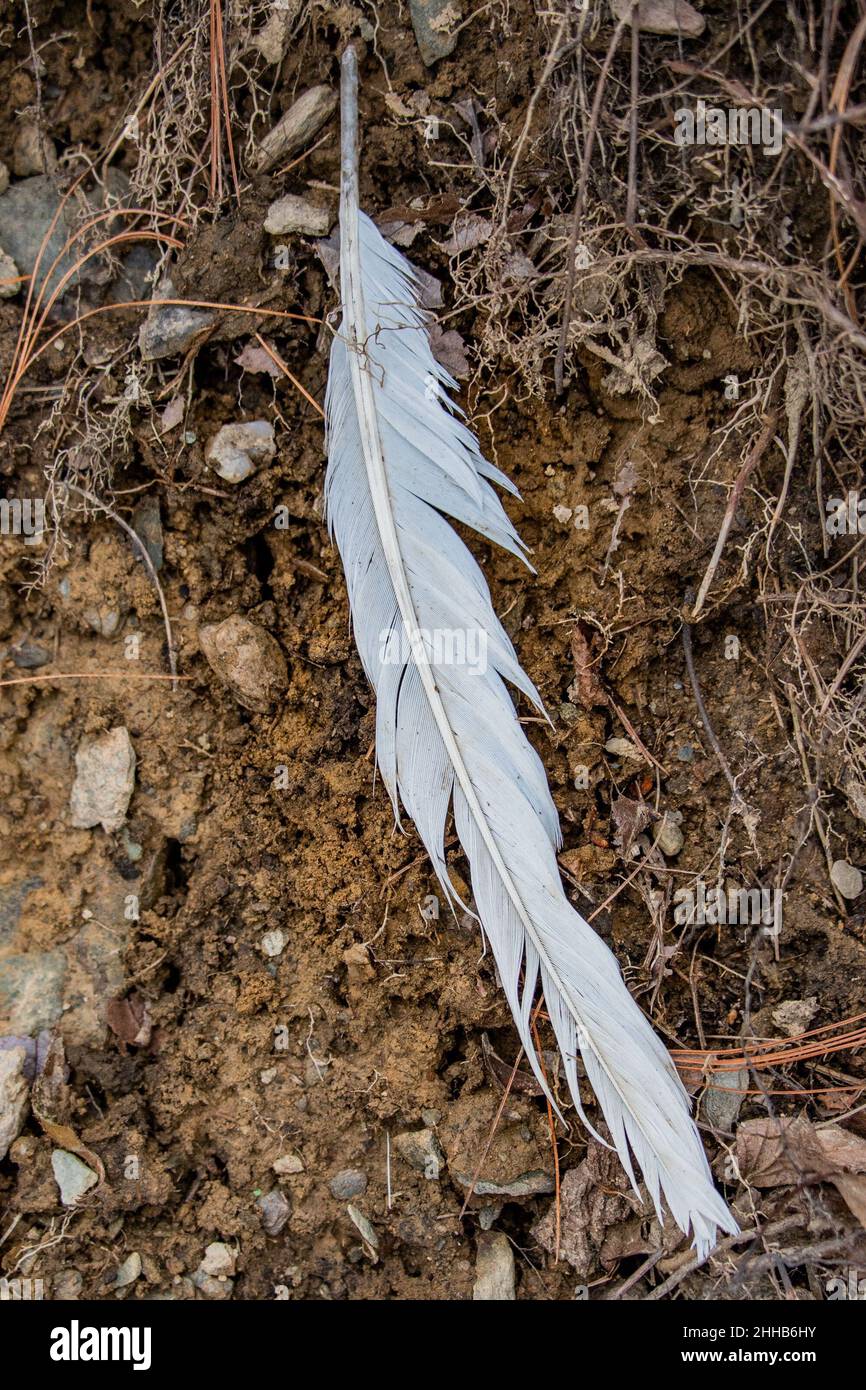 Eagles Feather, Lake Williams, York County, Pennsylvania, USA Stock ...