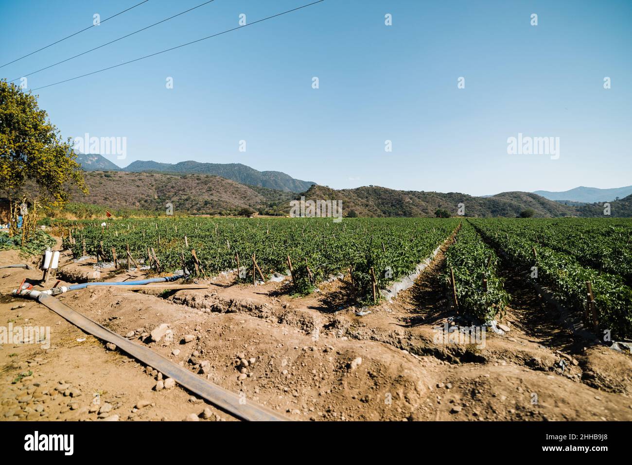Mexico field of crops hi-res stock photography and images - Alamy