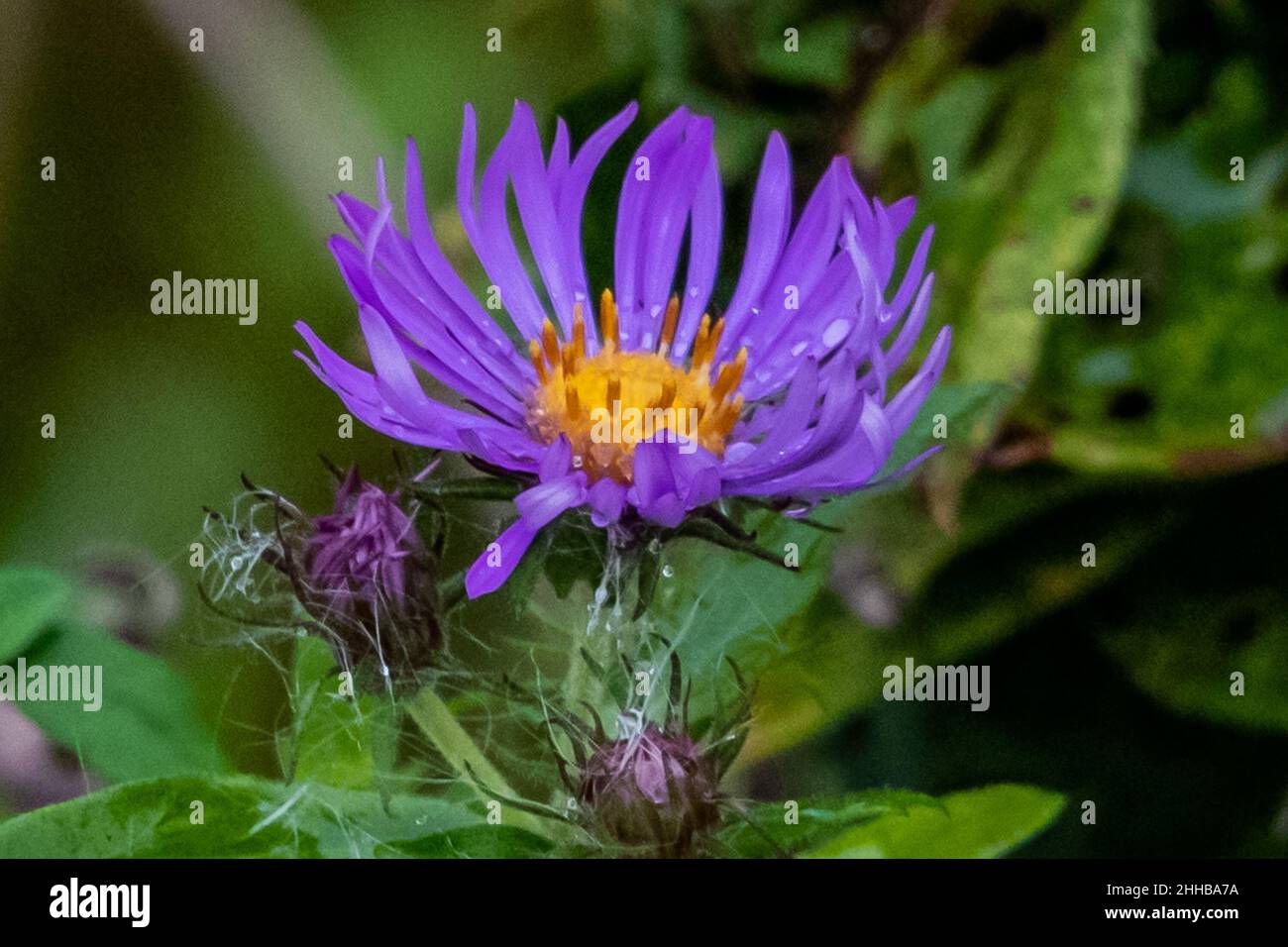 Purple Aster During a Summer Shower, Richard M Nixon County Park, York ...