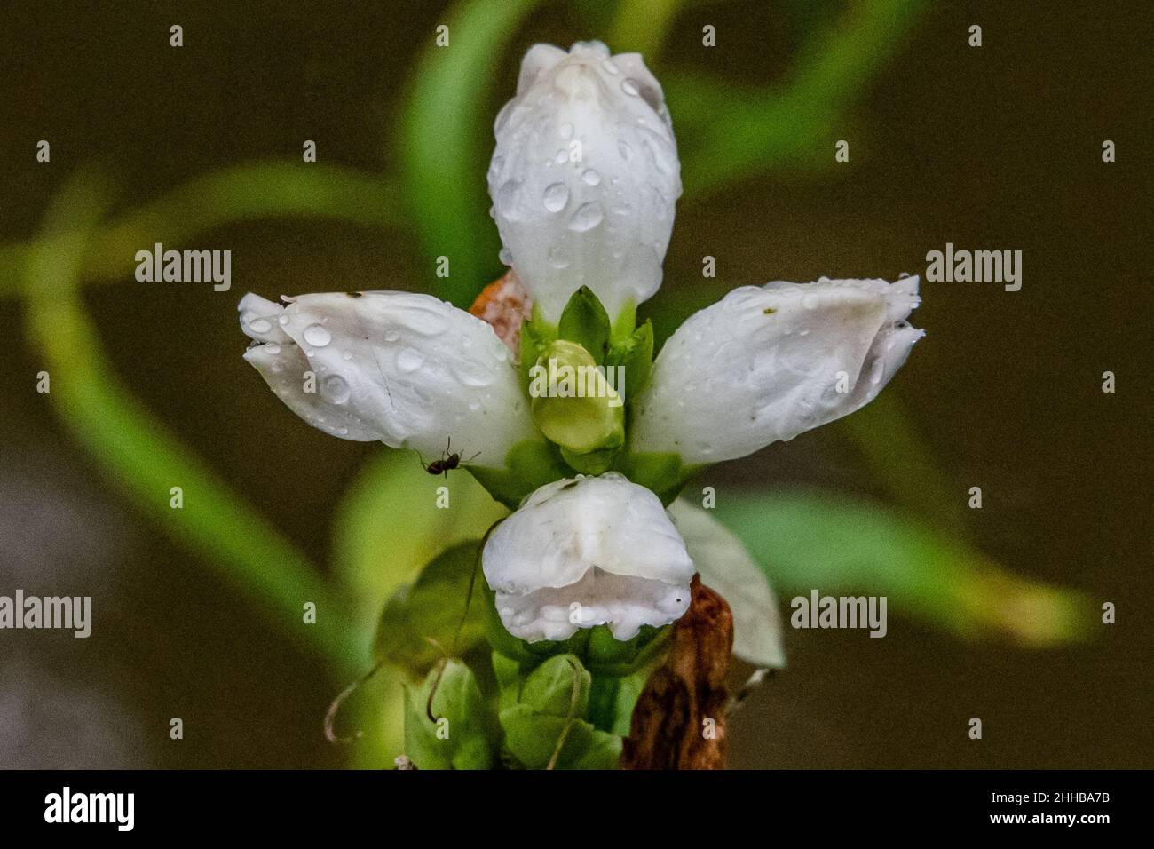 Turtlehead Bloom in the Rain, Richard M Nixon County Park, York County ...