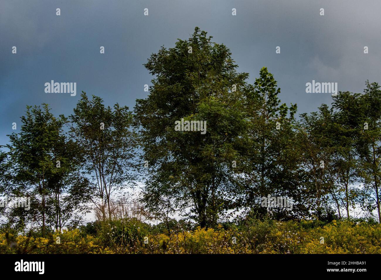 Upland Meadow in the Autumn Rain, Richard M Nixon County Park, York ...
