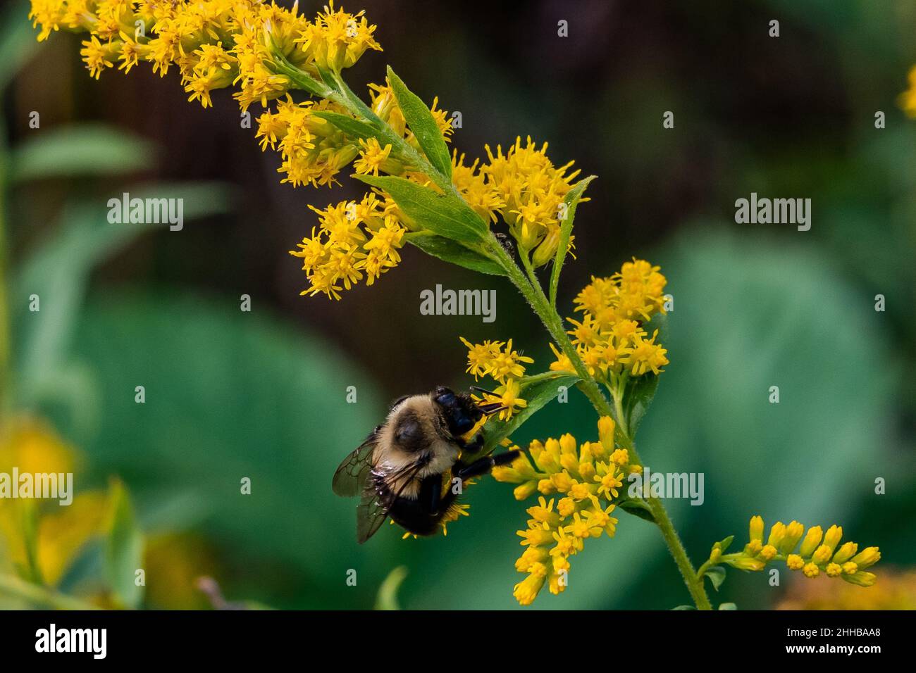 Carpenter Bee Pollinating Goldenrod, Richard M Nixon County Park, York ...