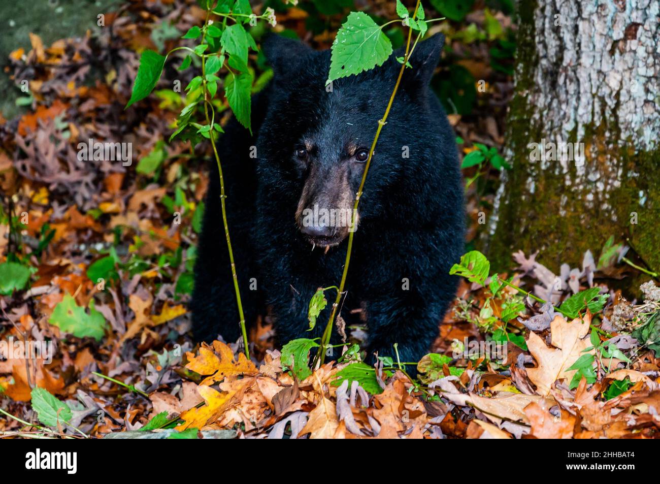 Black Bear Eating Acorns, Shenandoah National Park, Virginia, USA Stock ...