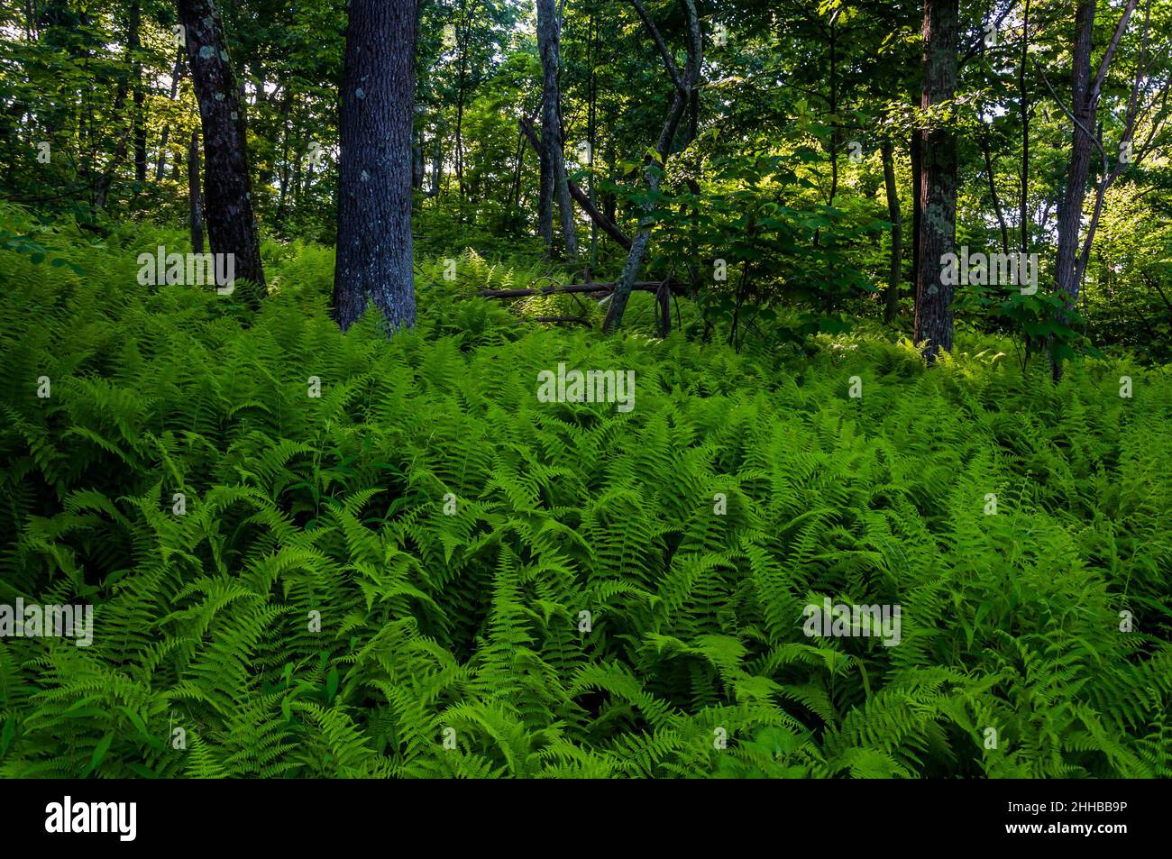 Ferns Along The Appalachian Trail, Shenandoah National Park, Virginia ...