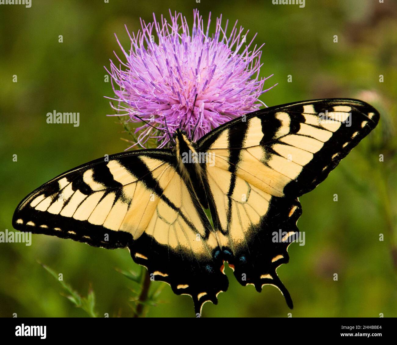 Eastern Tiger Swallowtail Butterfly, Shenandoah National Park, Virginia ...