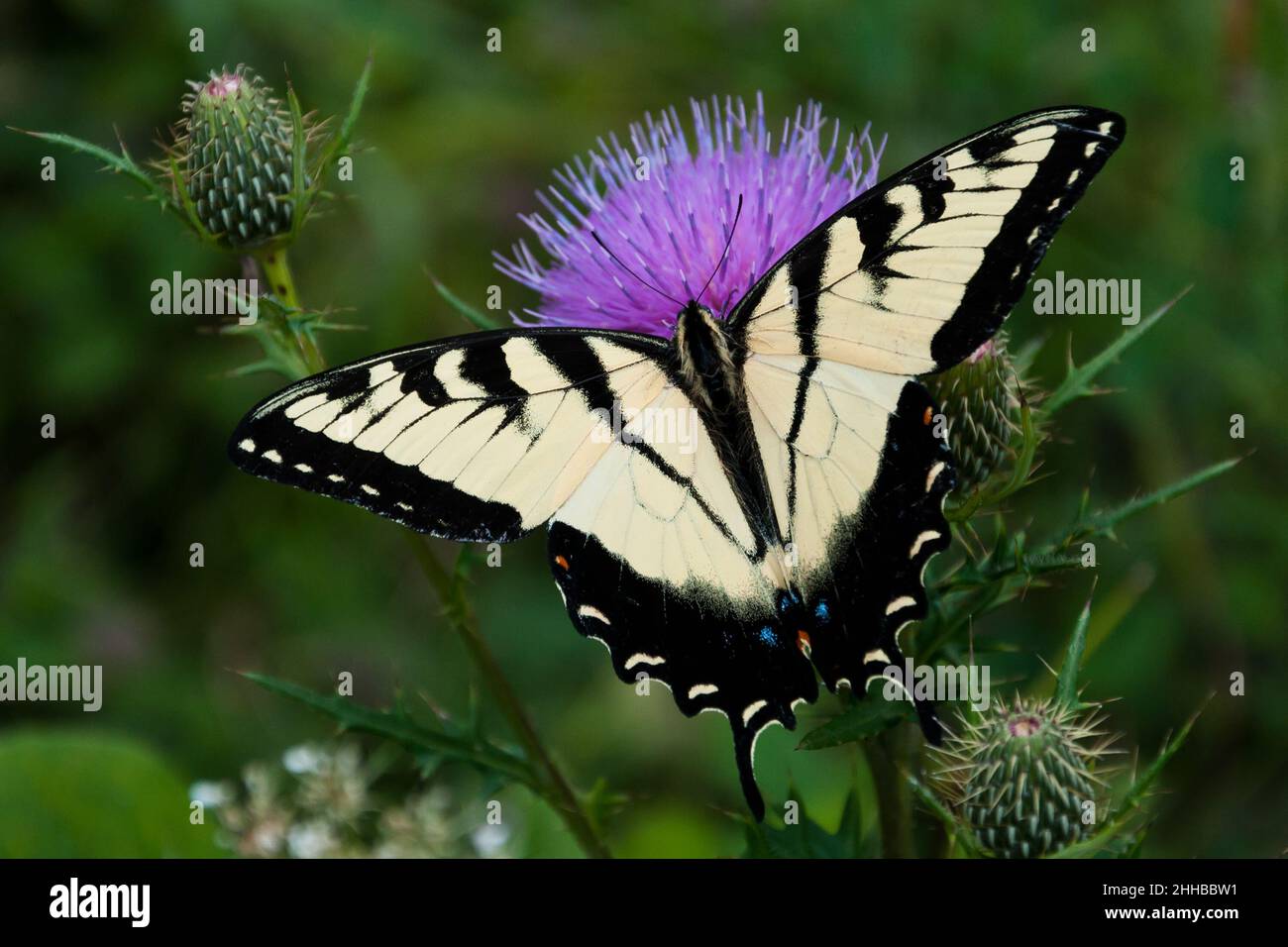 Eastern Tiger Swallowtail Butterfly on Thistle, Shenandoah National ...