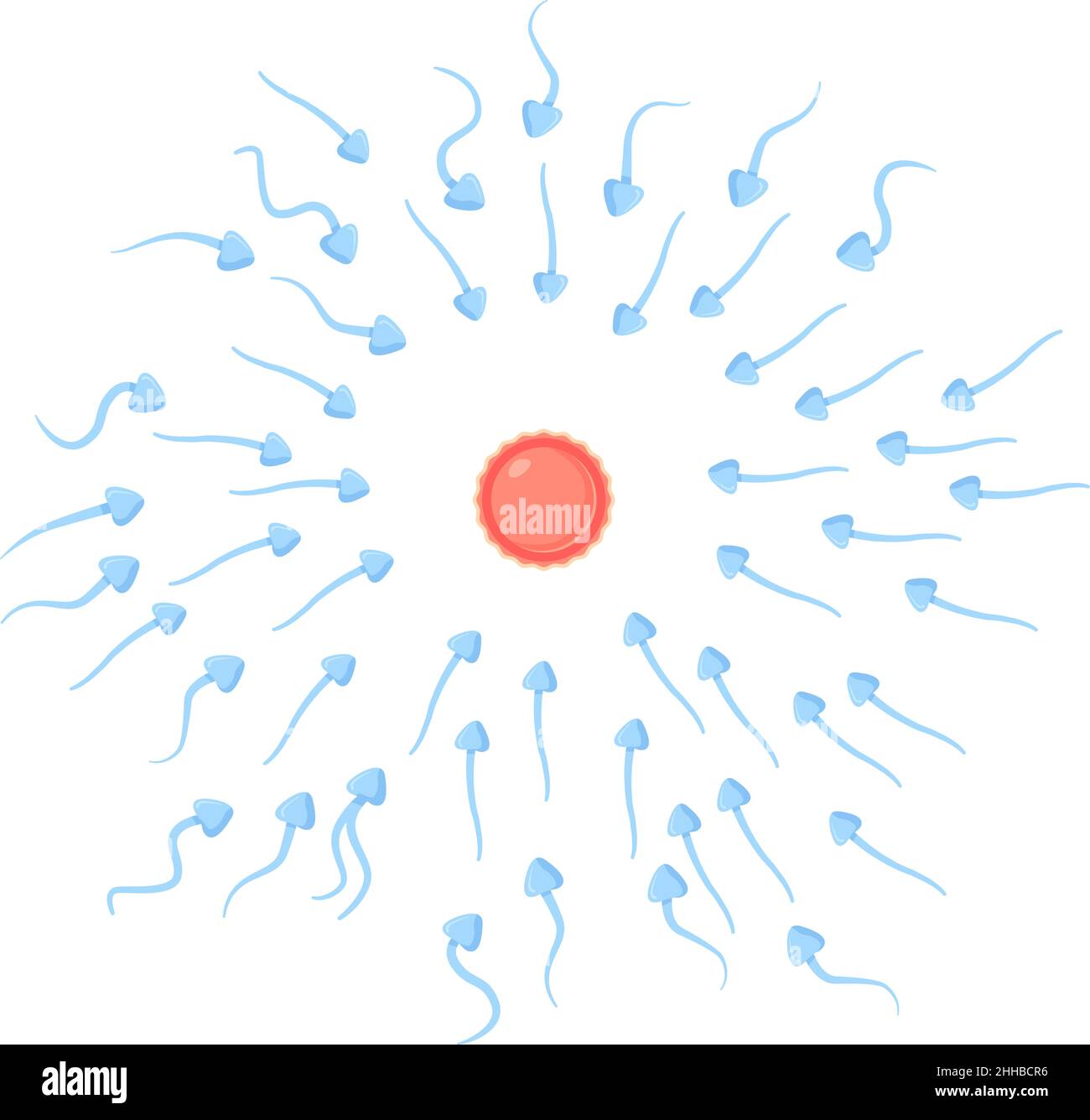 spermatozoa moves to egg sell. Fertilization, reproduction ...