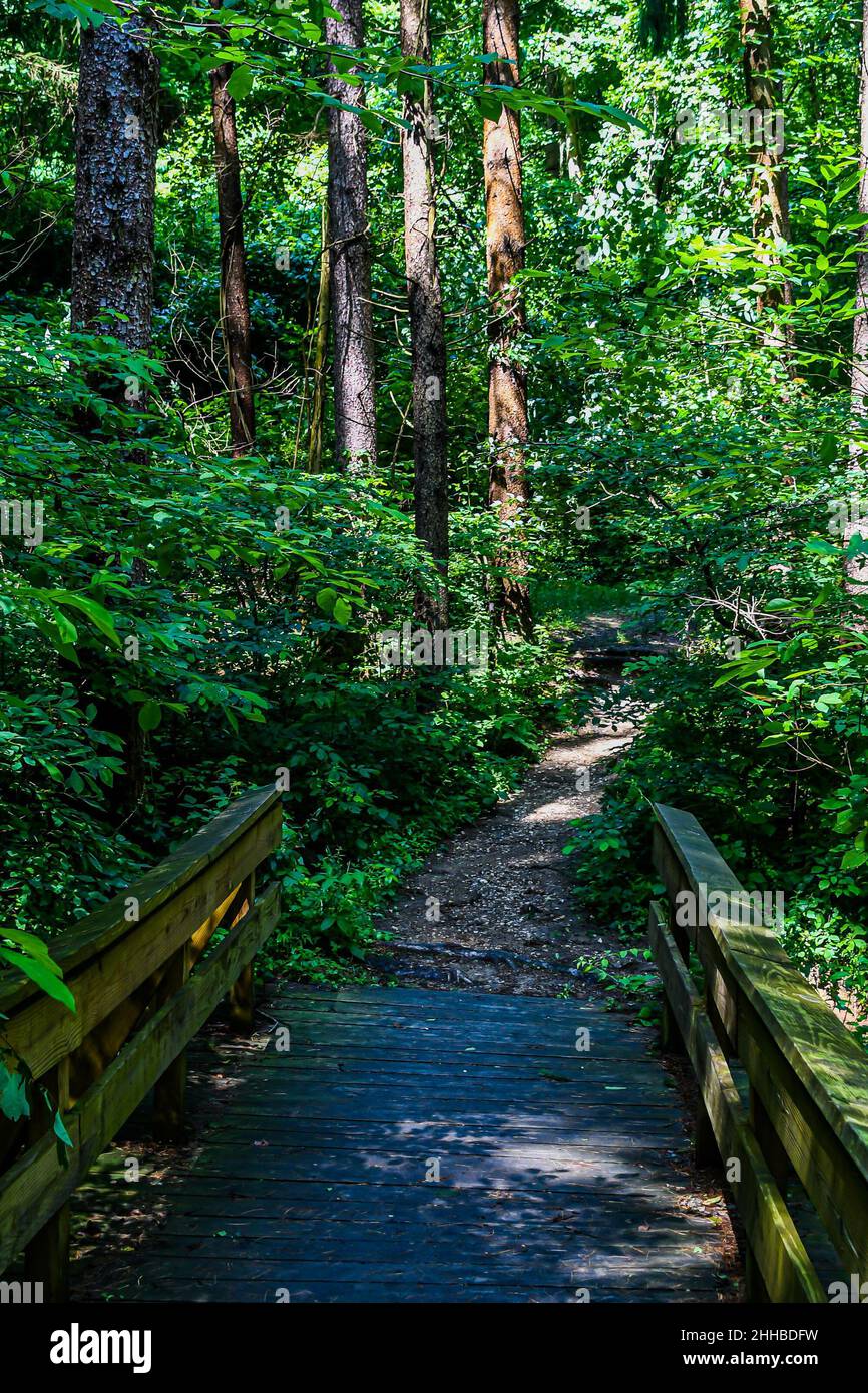 Photo of the Lake Williams Hiking Trail on a hot and humid July day ...