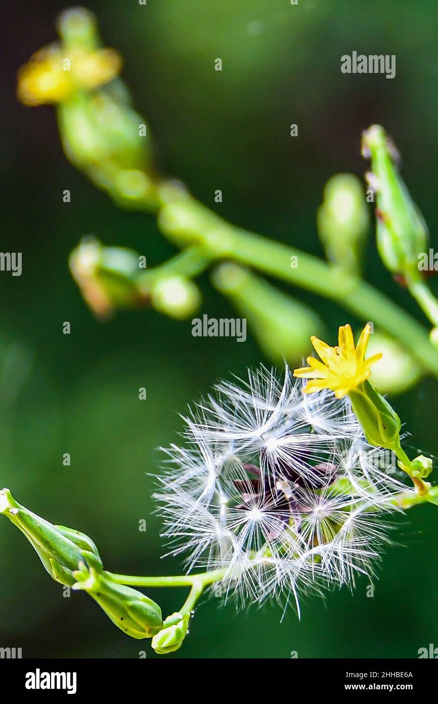 Photo of Yellow Summer Bloom, Richard M Nixon County Park, Pennsylvania ...