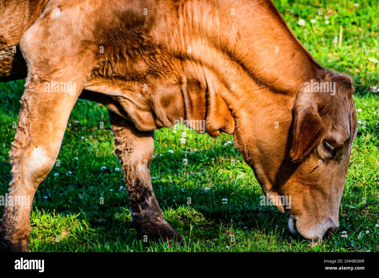 Photo of Grazing Beef Cattle at Sunset Stock Photo - Alamy