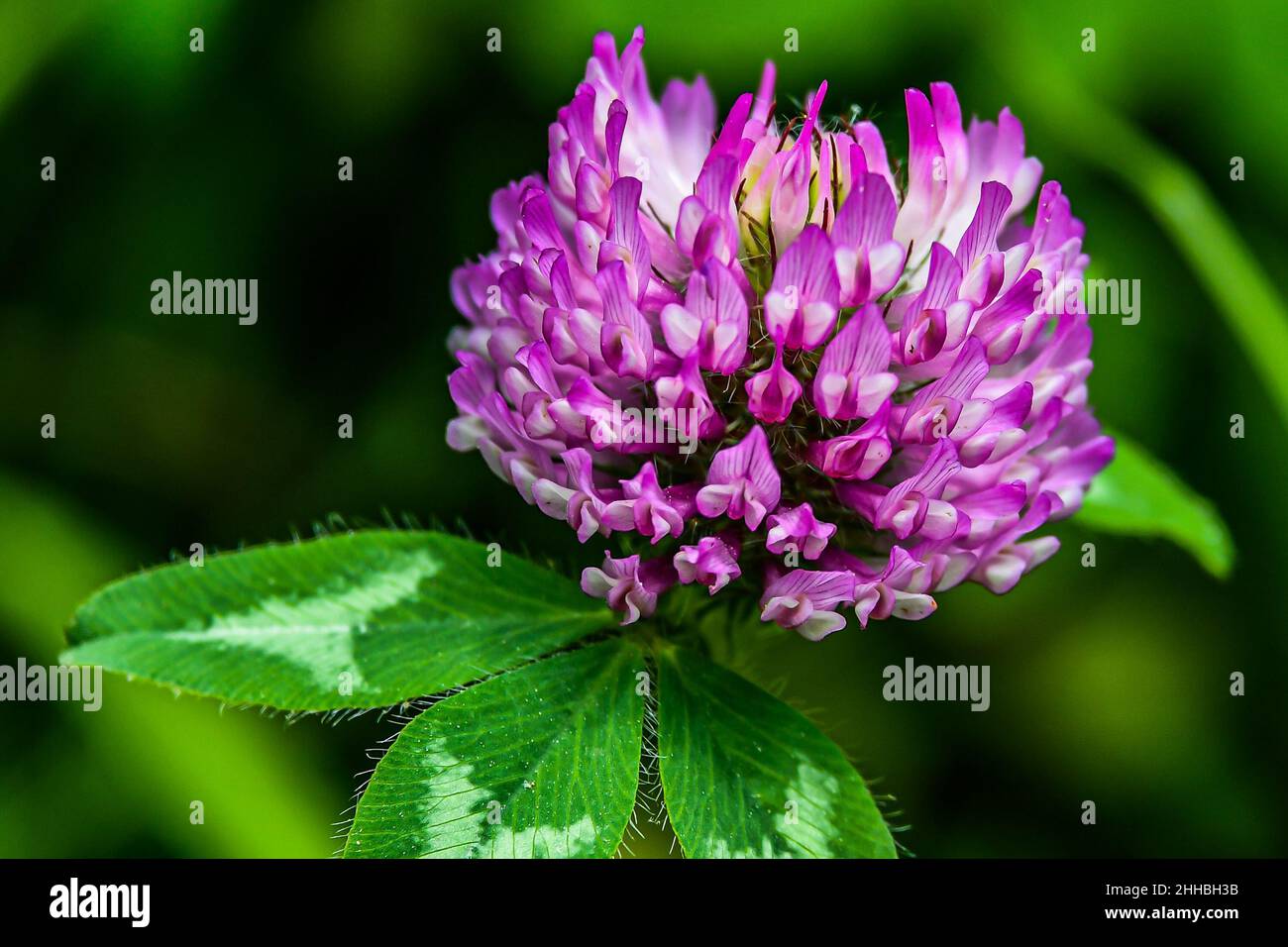 Photo of Red Clover Stock Photo - Alamy