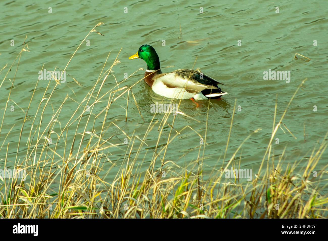 High resolution duck photo hi-res stock photography and images - Alamy