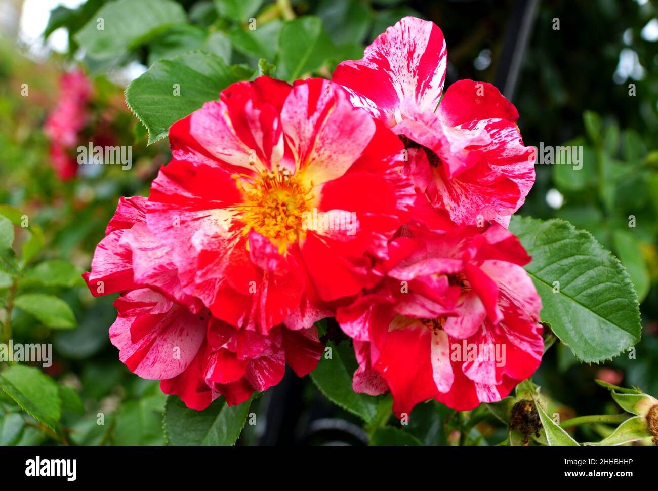 Bicolor white and pink rose hi-res stock photography and images - Alamy