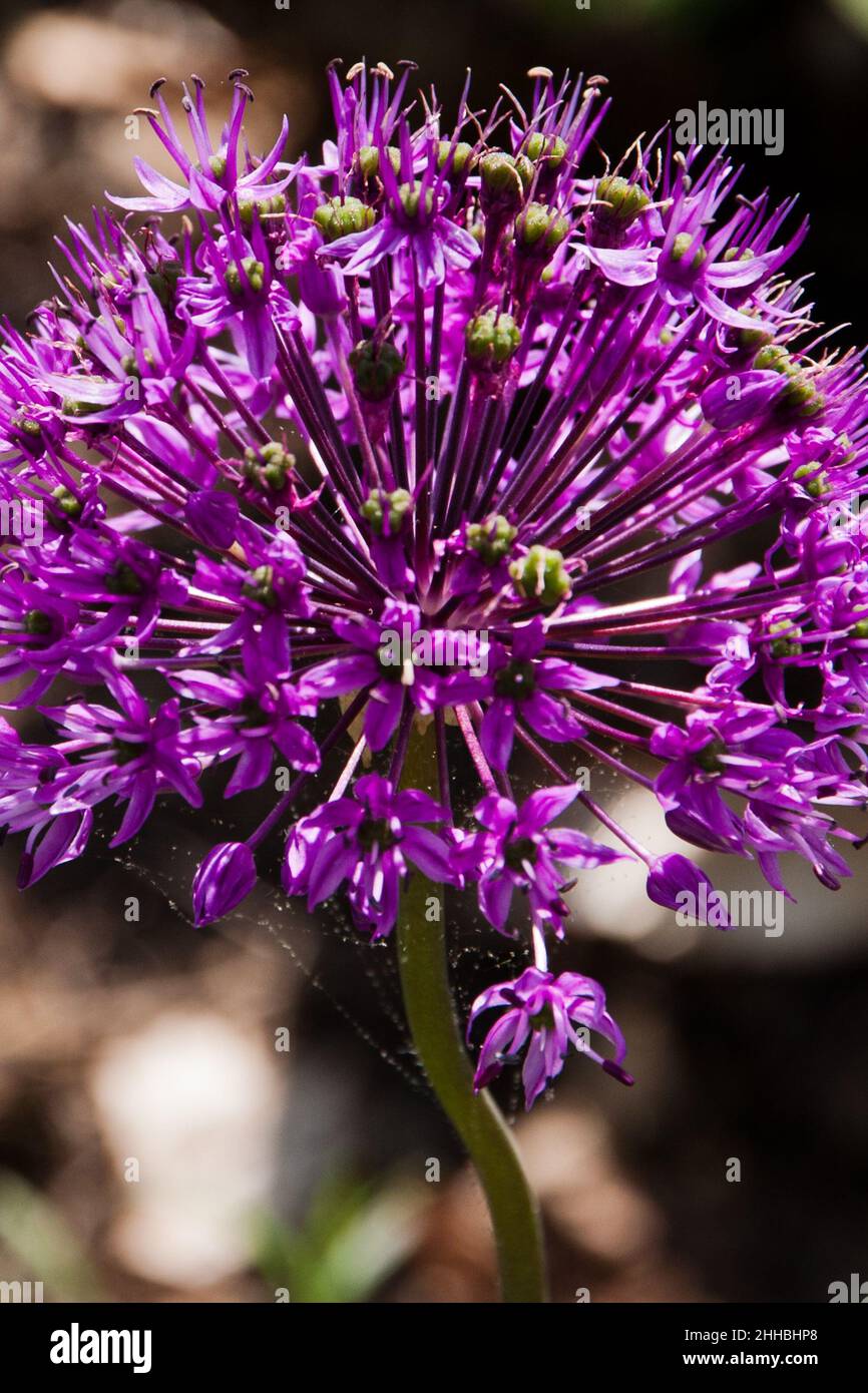 Baltimore Arboretum High Resolution Stock Photography and Images - Alamy