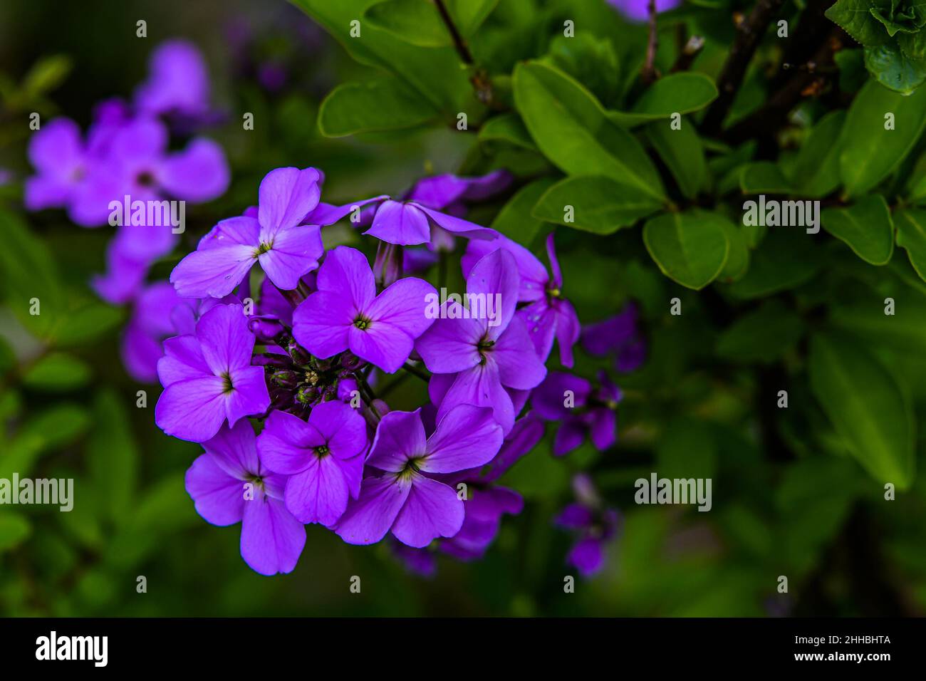 Photo of Purple Phlox, Lake Williams, York County, Pennsylvania USA ...