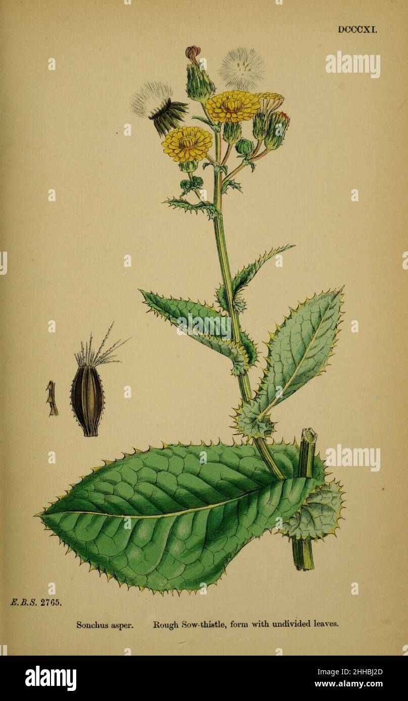 Sonchus asper ssp asper Stock Photo - Alamy