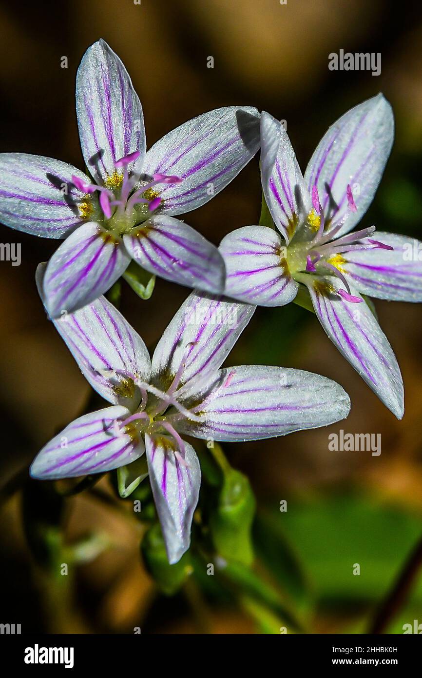 Photo of Spring Wildflowers in Full Bloom and Color Stock Photo - Alamy