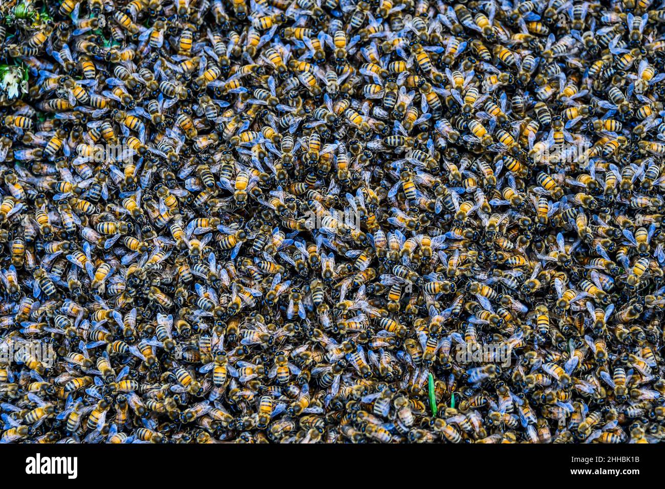 Swarm patterns hi-res stock photography and images - Alamy