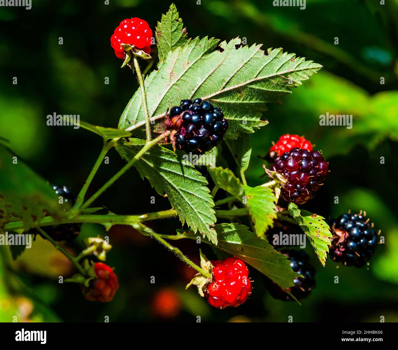 Wild Raspberry Plant Identification