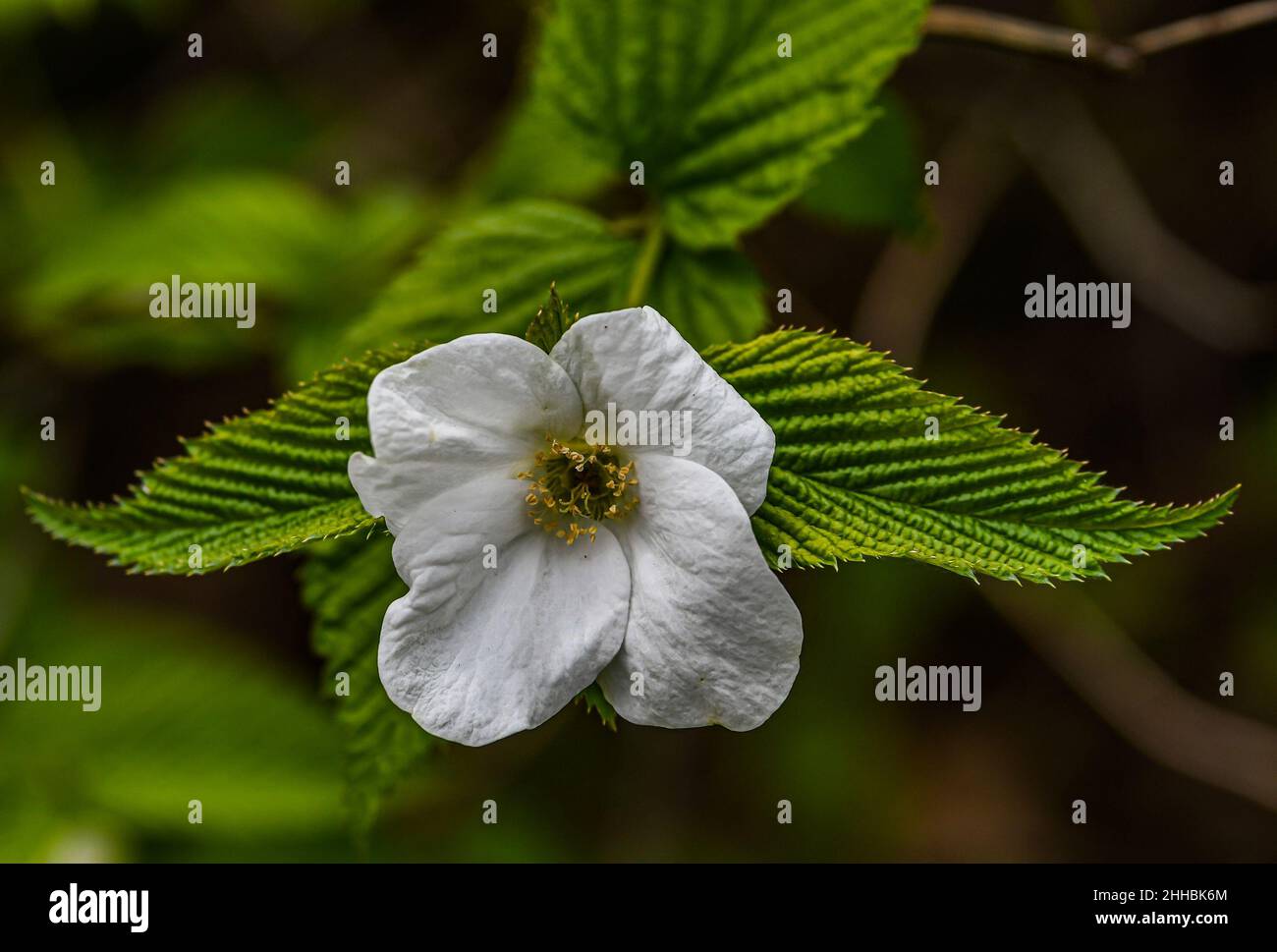 Photo of a White Spring Bloom Stock Photo - Alamy