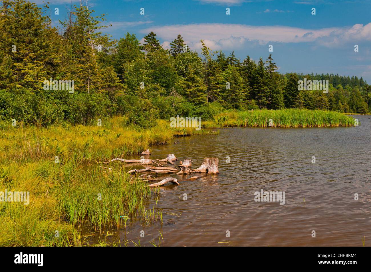 Summer scene at Spruce Knob Lake, Monongahela National Forest, West ...