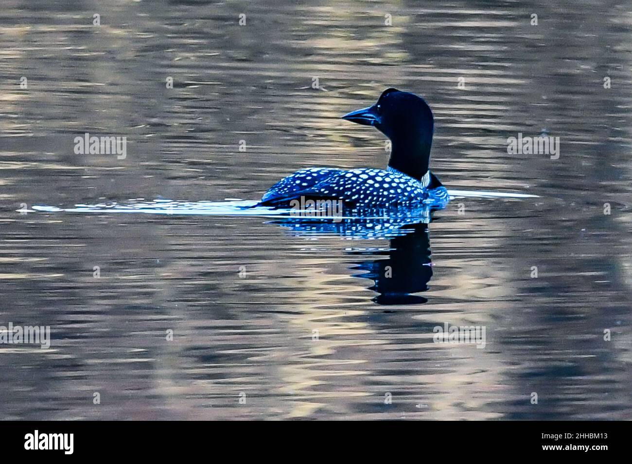 Photo of a Common Loon taken at Lake Williams, York County Pennsylvania ...