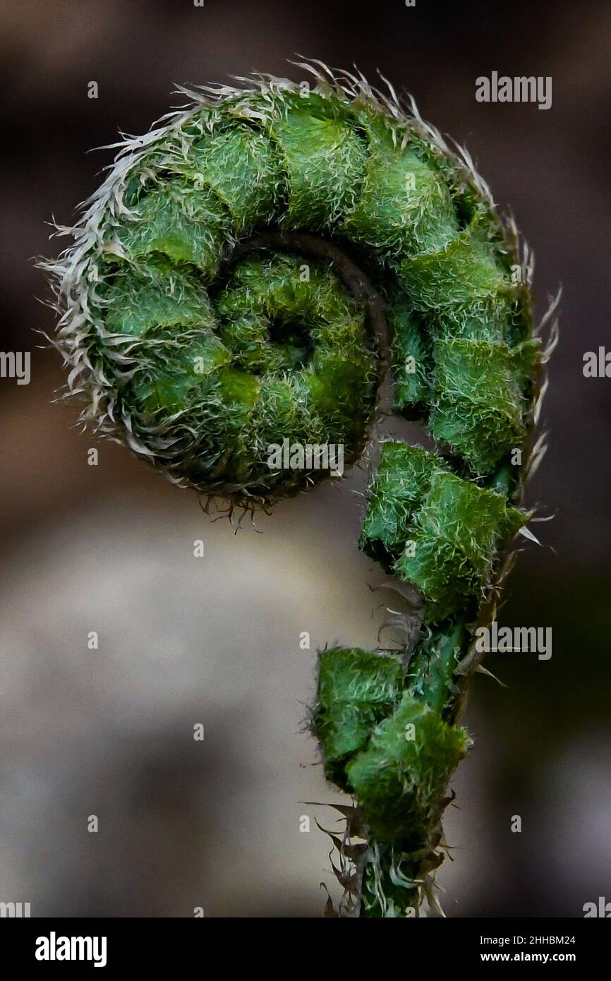 Photo of a Fern Fiddlehead, Lake Williams, York County, Pennsylvania ...