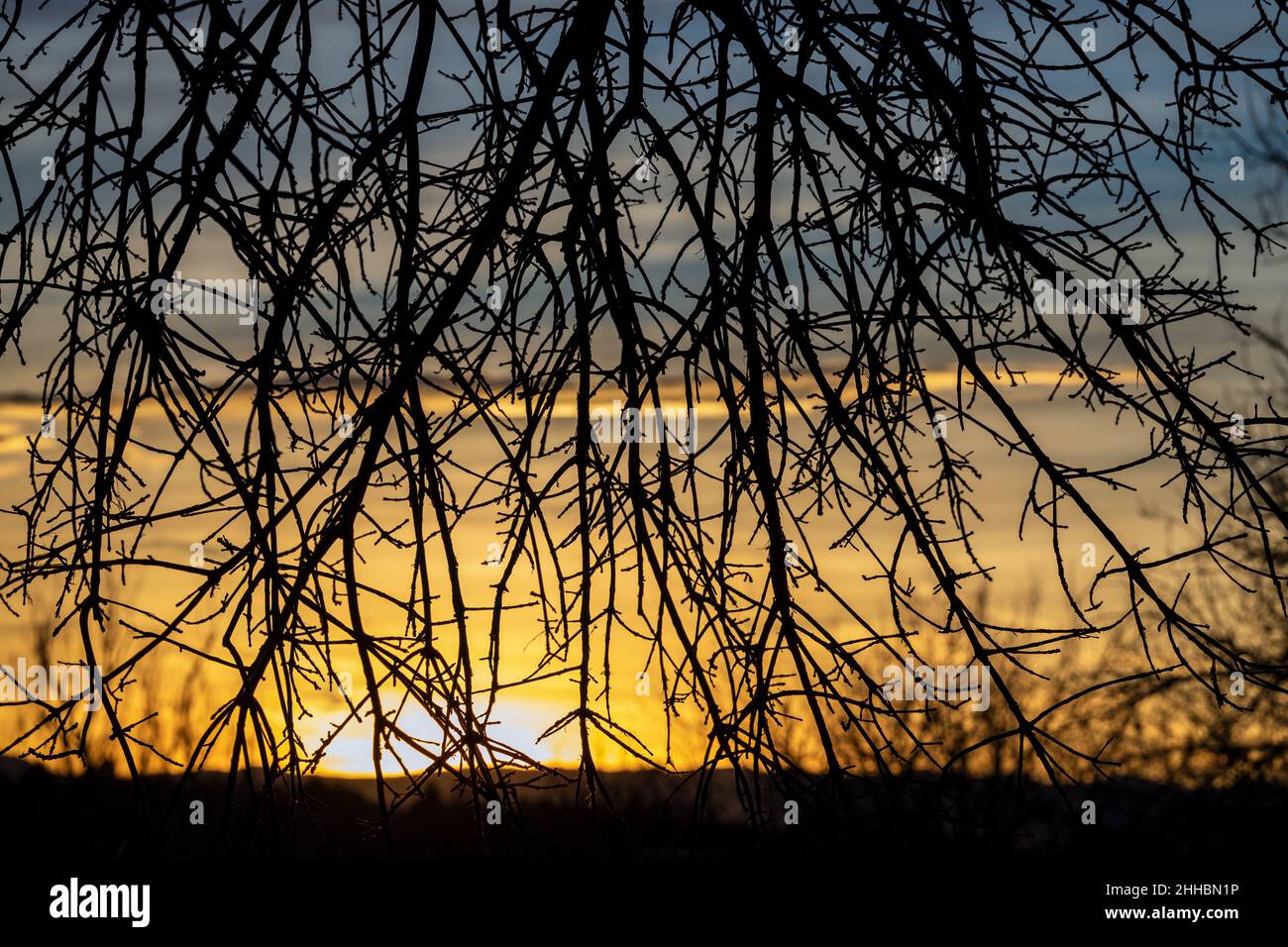 An incredibly beautiful winter sunset against the tree branches in ...