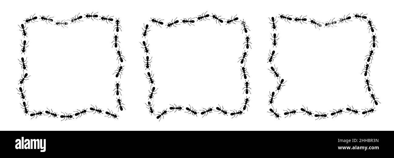 Black ants square border. Ants forming messy rectangular shape isolated in white background ...