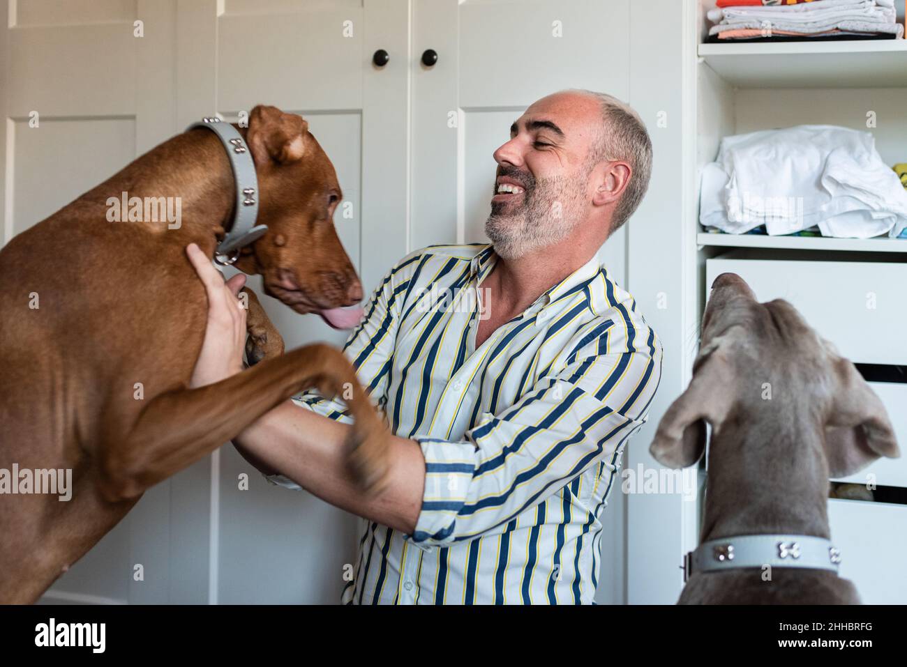 Happy middle-aged man enjoys playing with his two dogs at home Stock ...