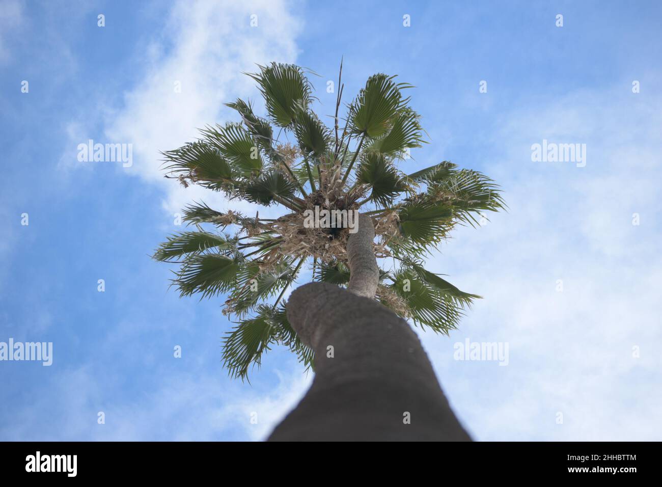 Tree with twisted trunk hi-res stock photography and images - Alamy