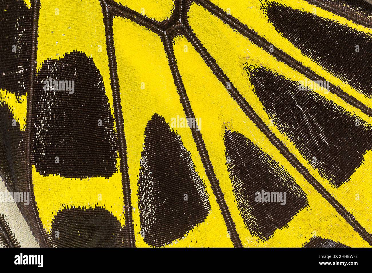 Butterfly wing pattern background Stock Photo - Alamy