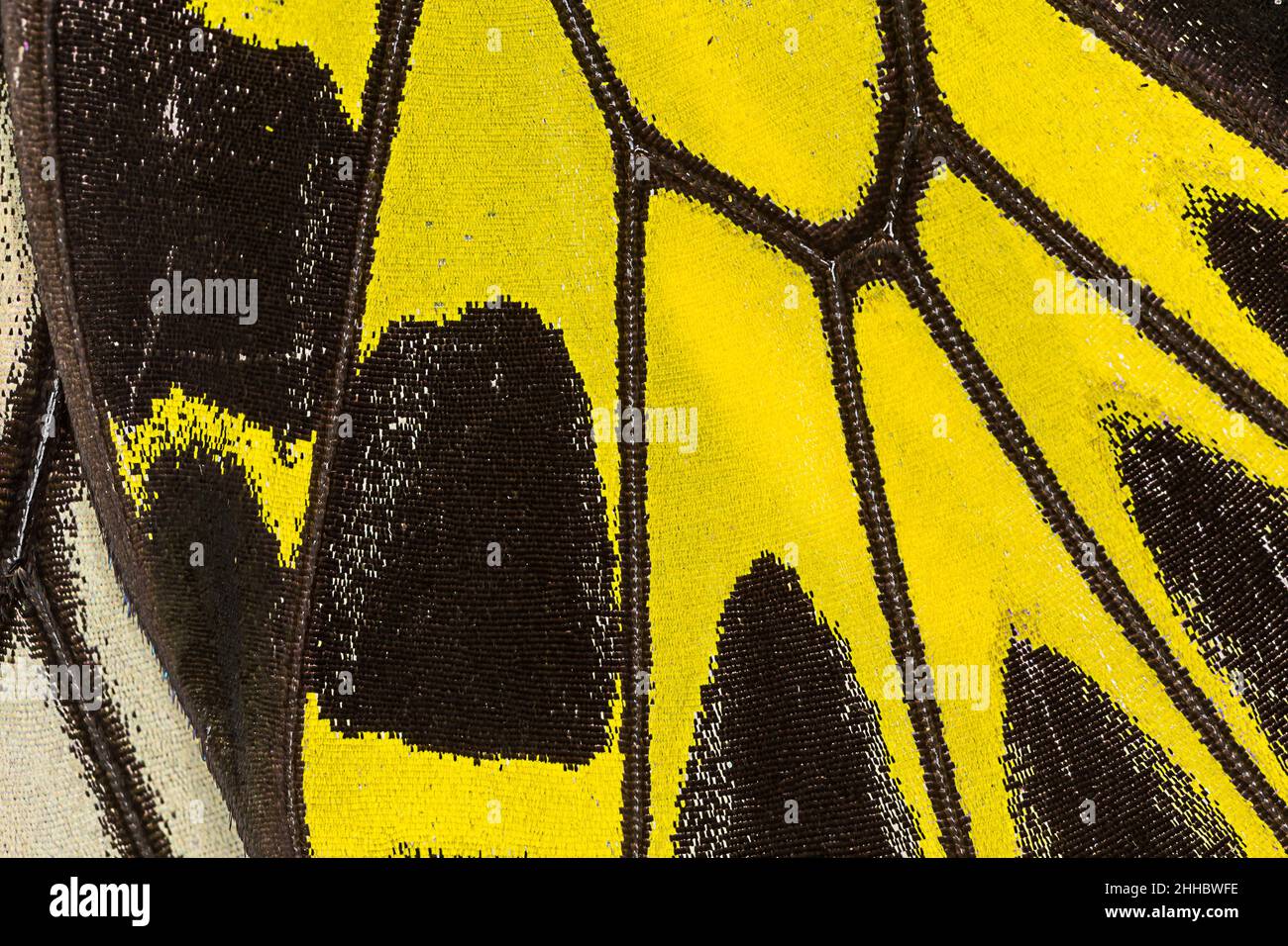 Butterfly wing pattern background Stock Photo - Alamy