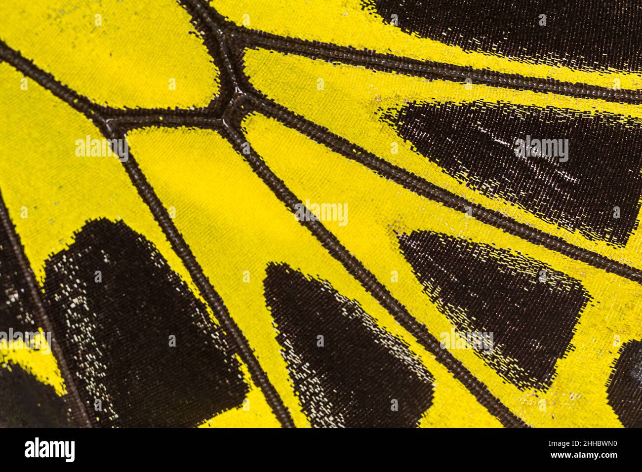 Butterfly wing pattern background Stock Photo - Alamy