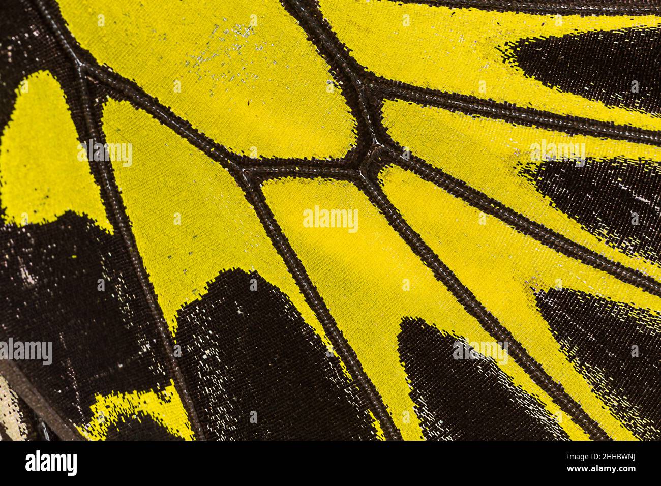 Butterfly wing pattern background Stock Photo - Alamy