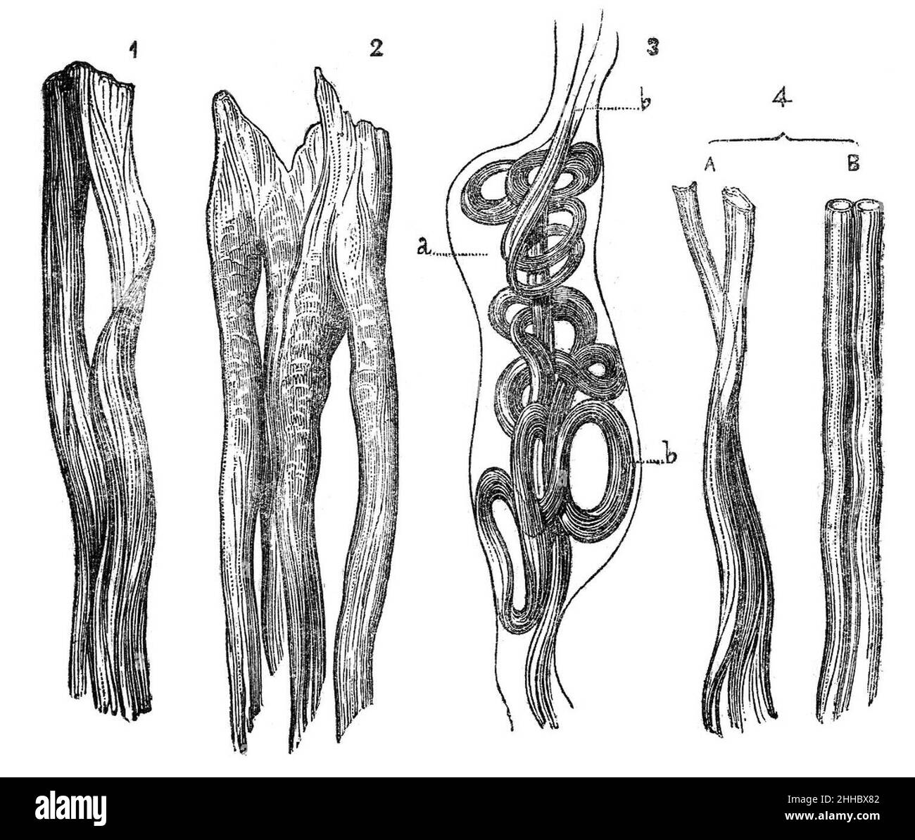 Seta Black and White Stock Photos & Images - Alamy