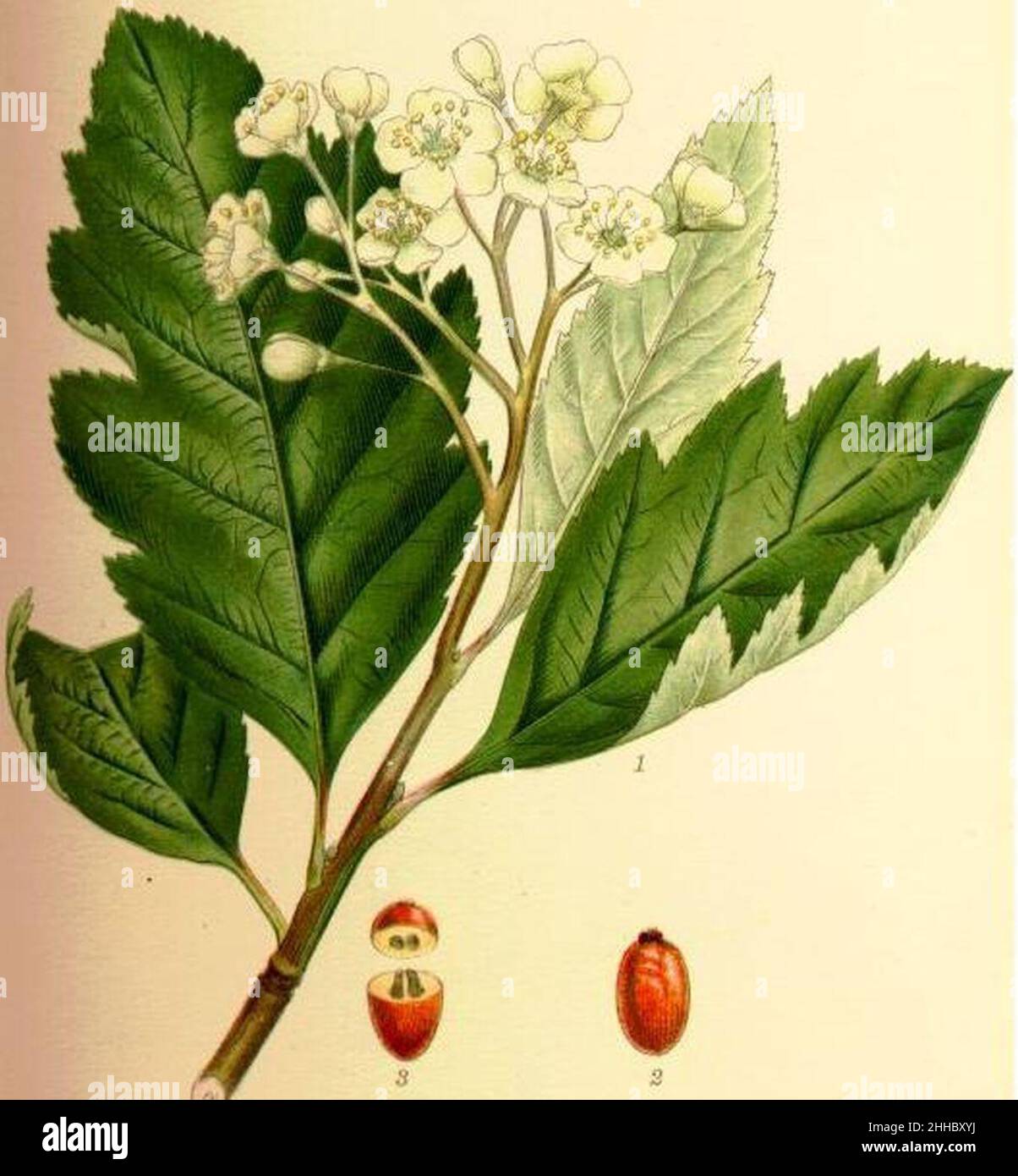 Sorbus intermedia oxel Stock Photo - Alamy