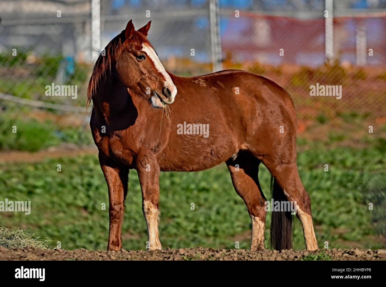 Outdoor stable hi-res stock photography and images - Alamy
