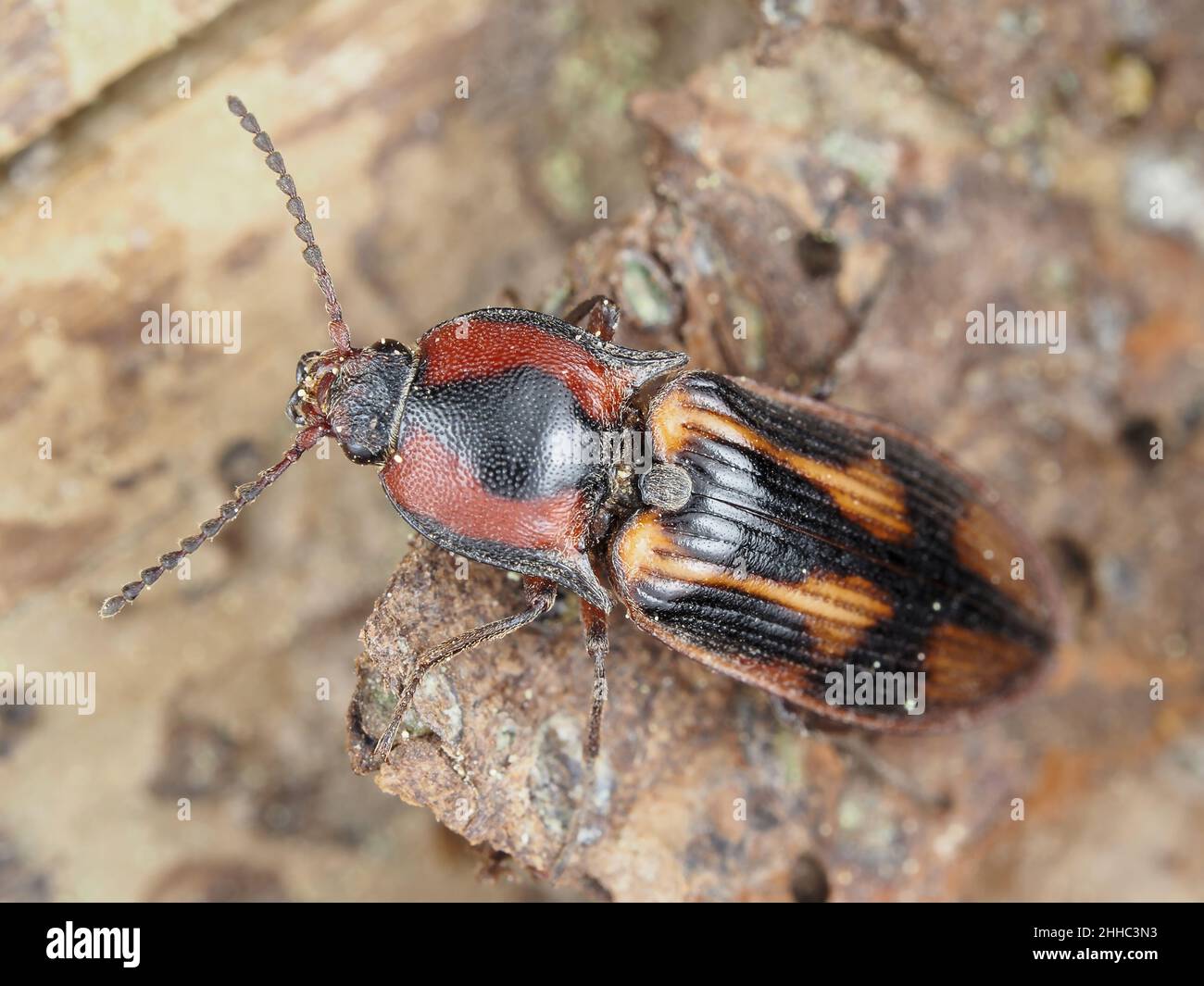 Click beetle hi-res stock photography and images - Alamy