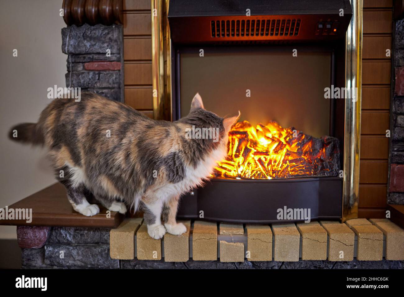 A cat in front of the fireplace Stock Photo - Alamy