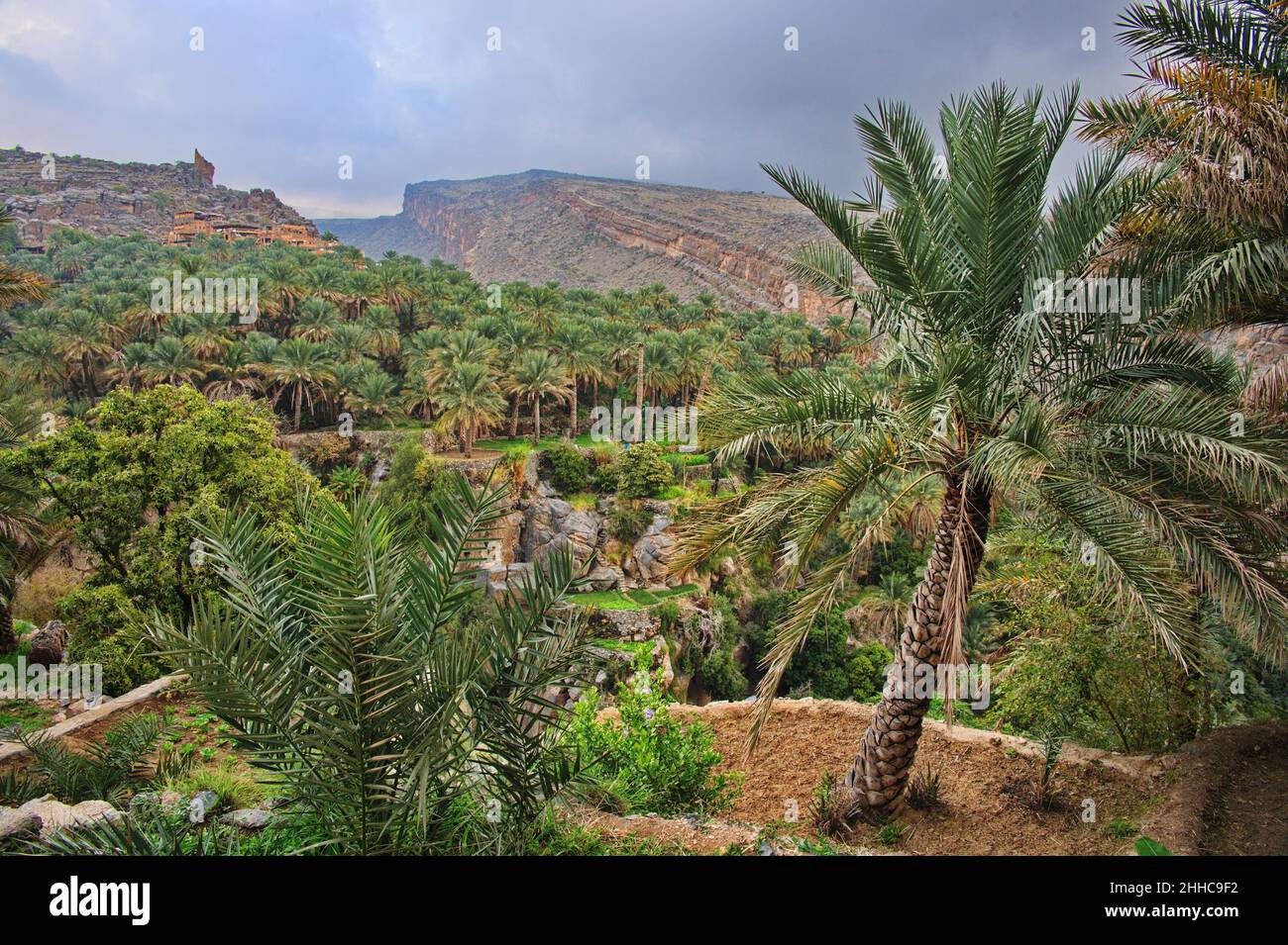 Palm garden in traditional Oman village Stock Photo - Alamy