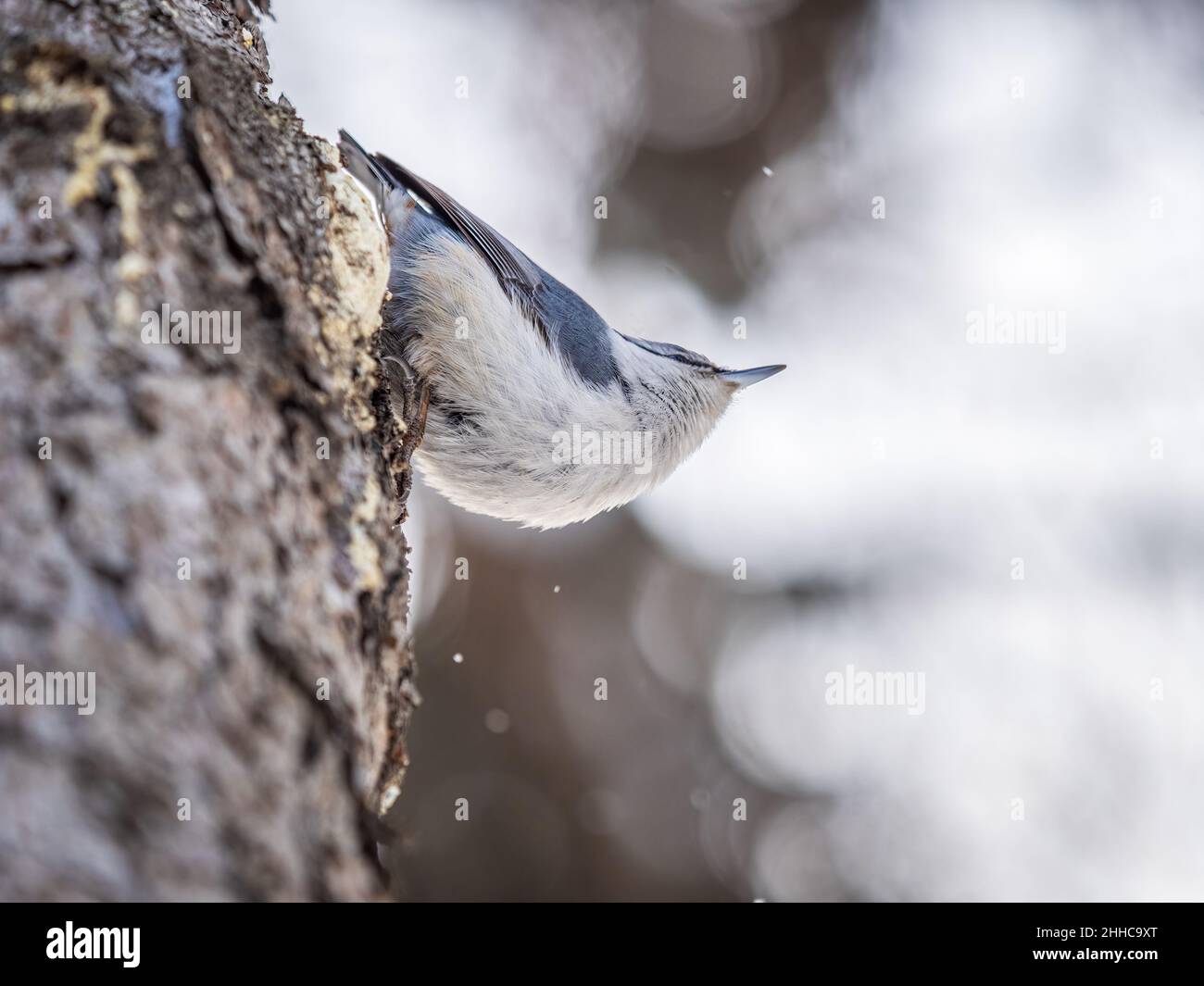 Eurasian nuthatch or wood nuthatch, lat. Sitta europaea, sitting on a ...