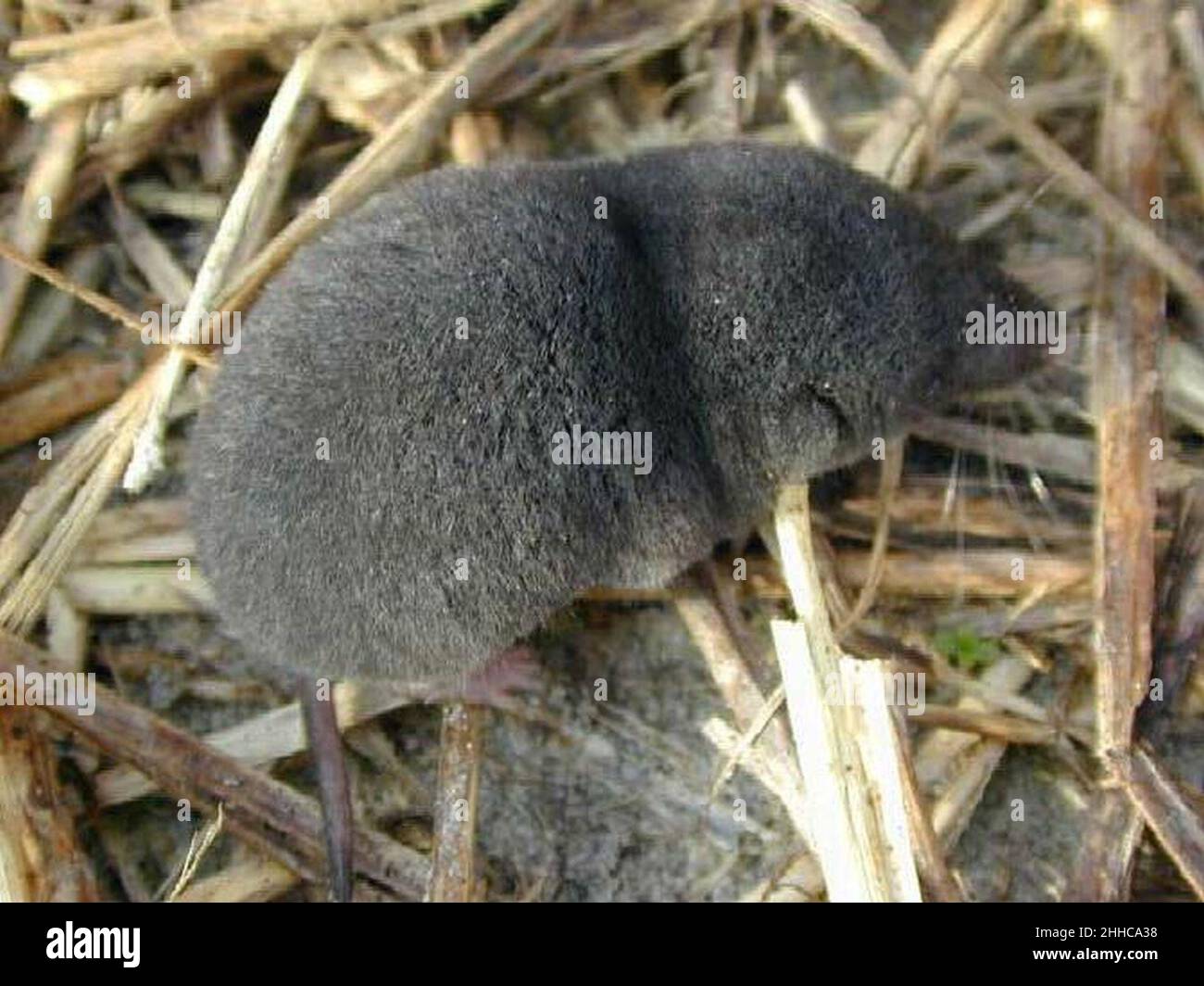 Southern short-tailed shrew Stock Photo - Alamy