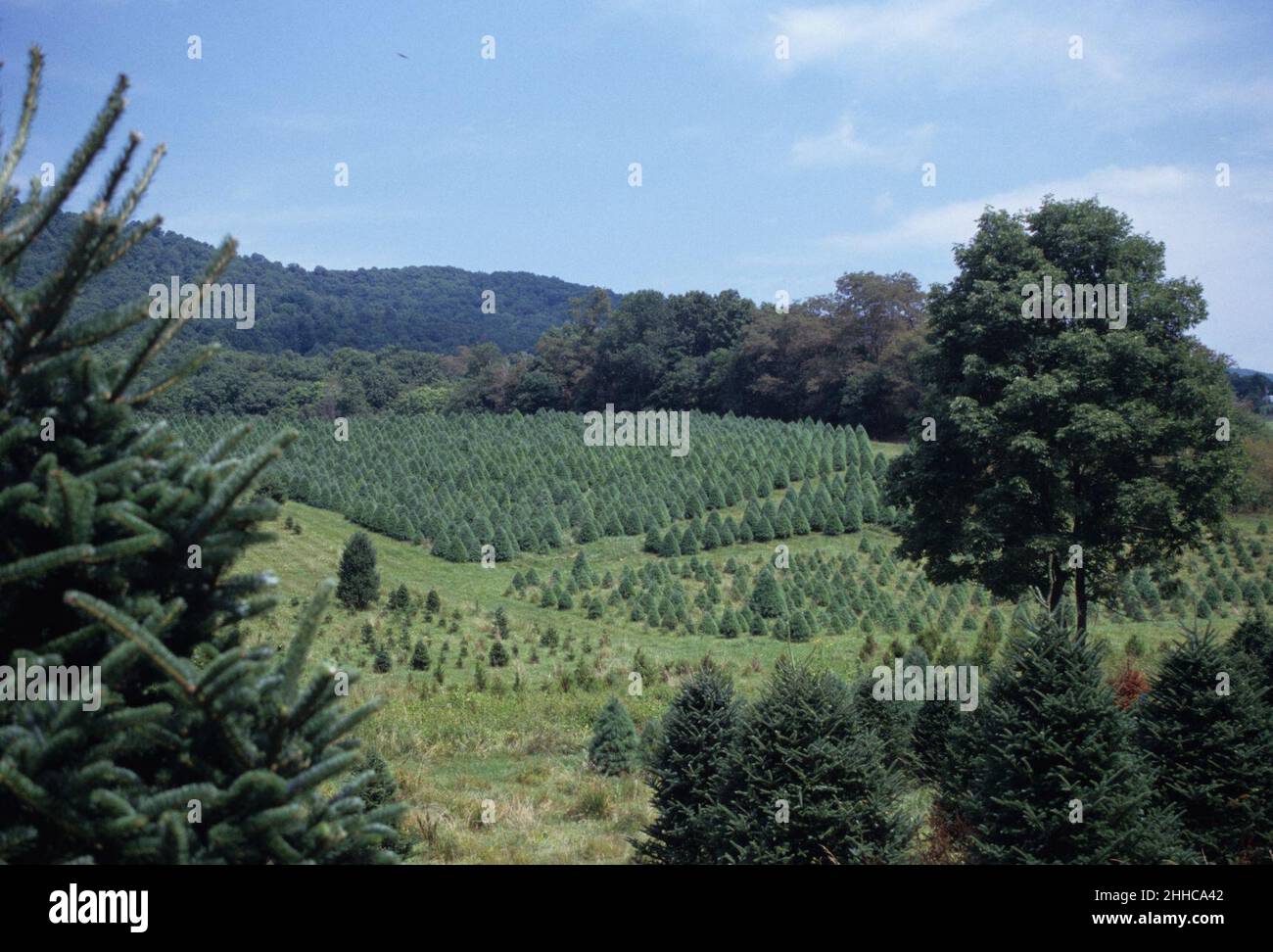 Southern Virginia Christmas tree farm Stock Photo - Alamy