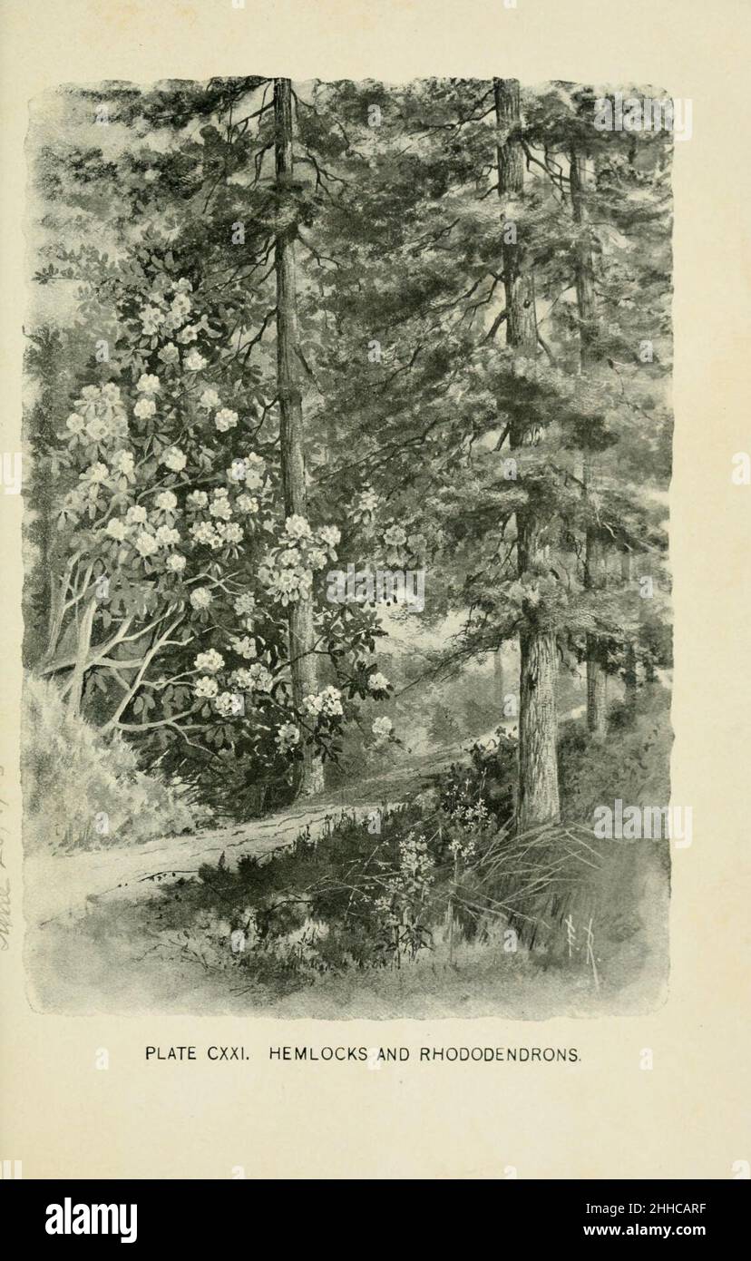 Southern wild flowers and trees (Plate CXXI Stock Photo - Alamy