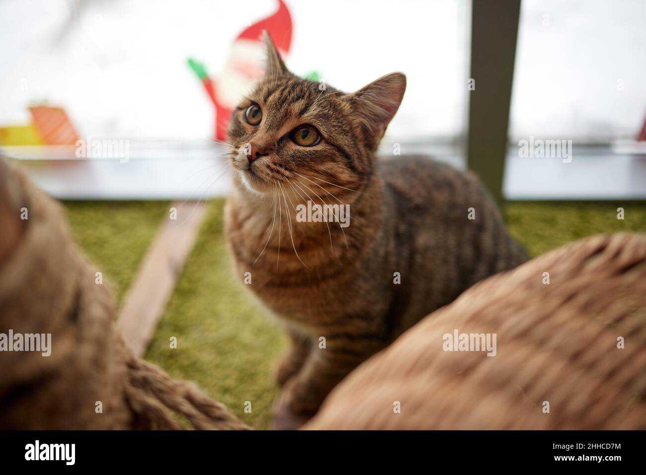 Grey tabby cat sitting on fluffy rug near window Stock Photo - Alamy