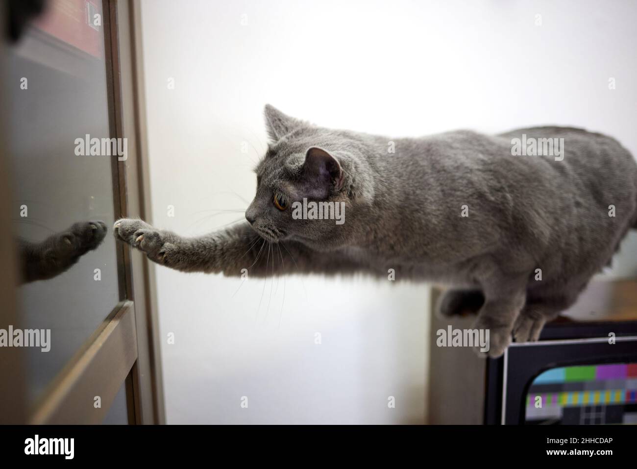 The cat is trying to open the glass window by itself Stock Photo - Alamy