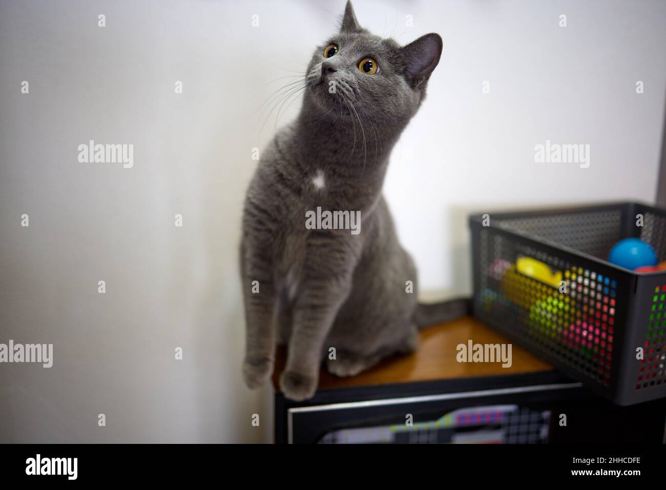 cat lying down on wooden table looking at camera Stock Photo - Alamy
